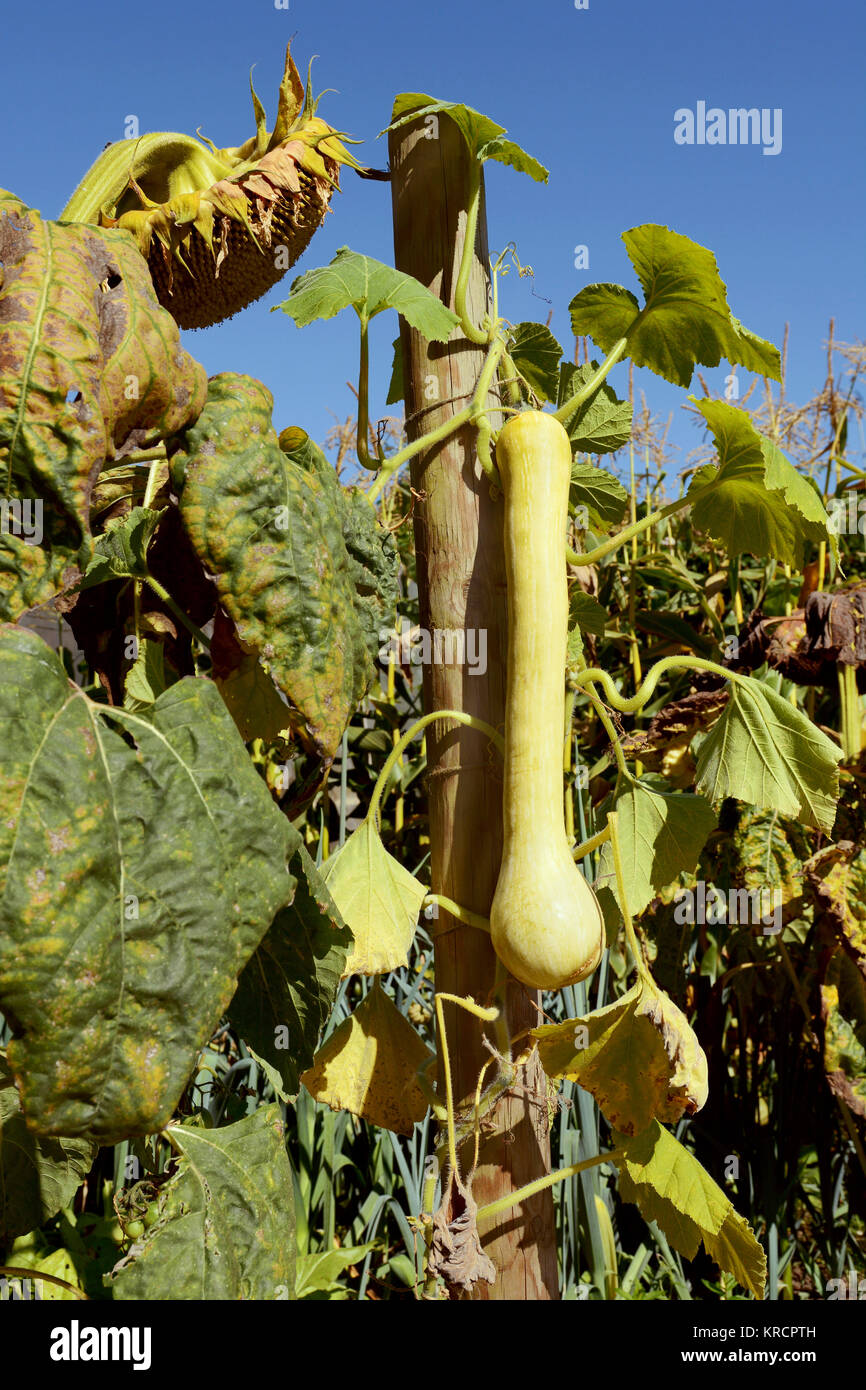 Tromboncino squash on the vine Stock Photo - Alamy