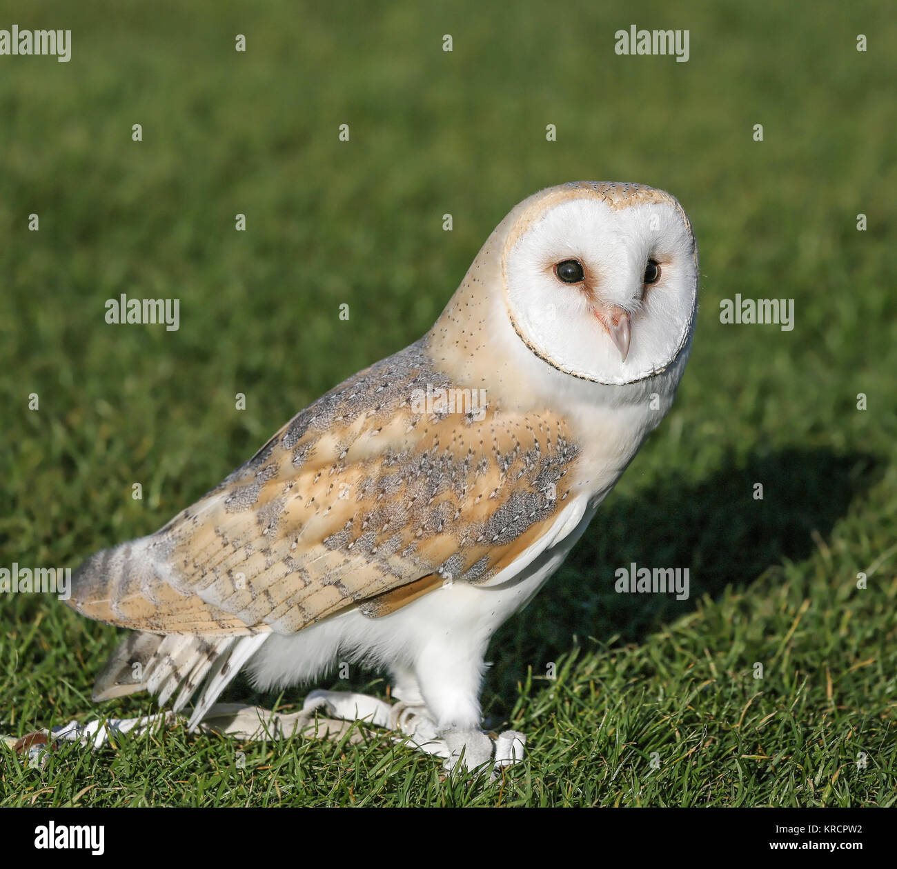 barn owl standing on grass,looking at camera Stock Photo - Alamy