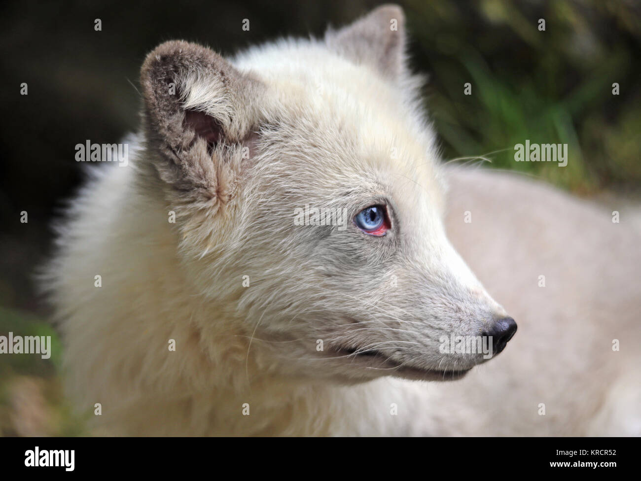 arctic fox or arctic fox alopex lagopus Stock Photo - Alamy