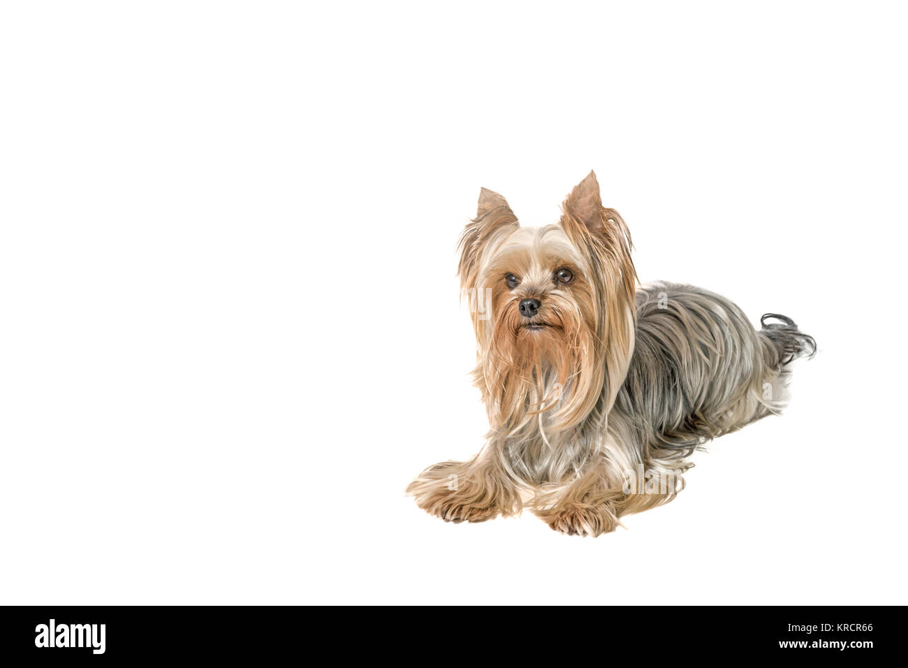 Side view of Yorkshire Terrier lying Stock Photo - Alamy