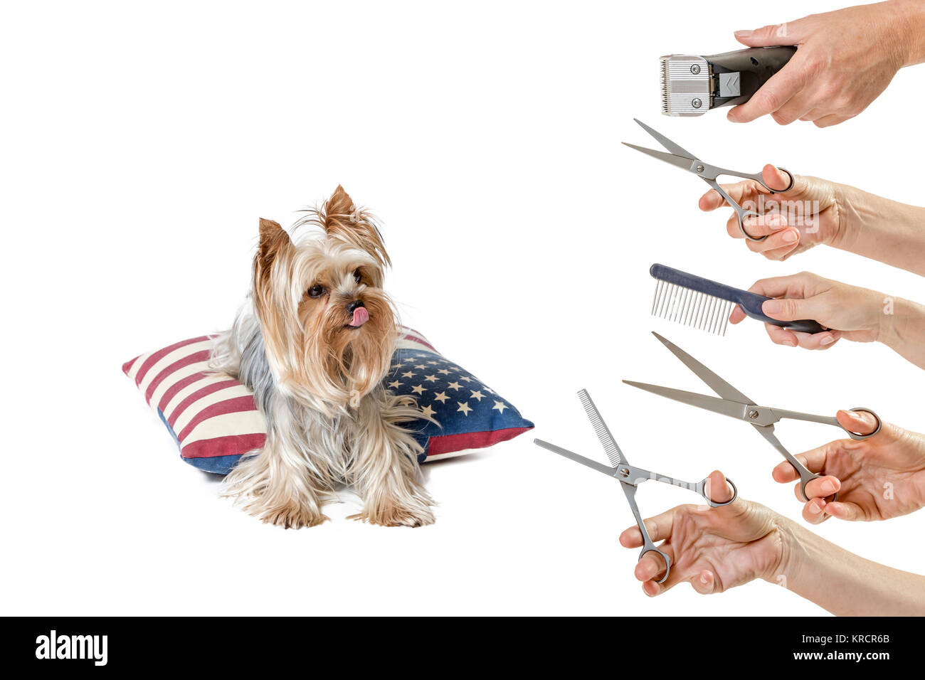 Fun pets grooming concept isolated Stock Photo - Alamy