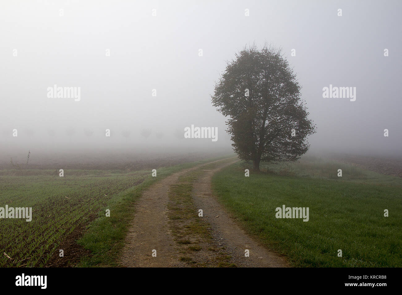 path with trees in the fog Stock Photo - Alamy