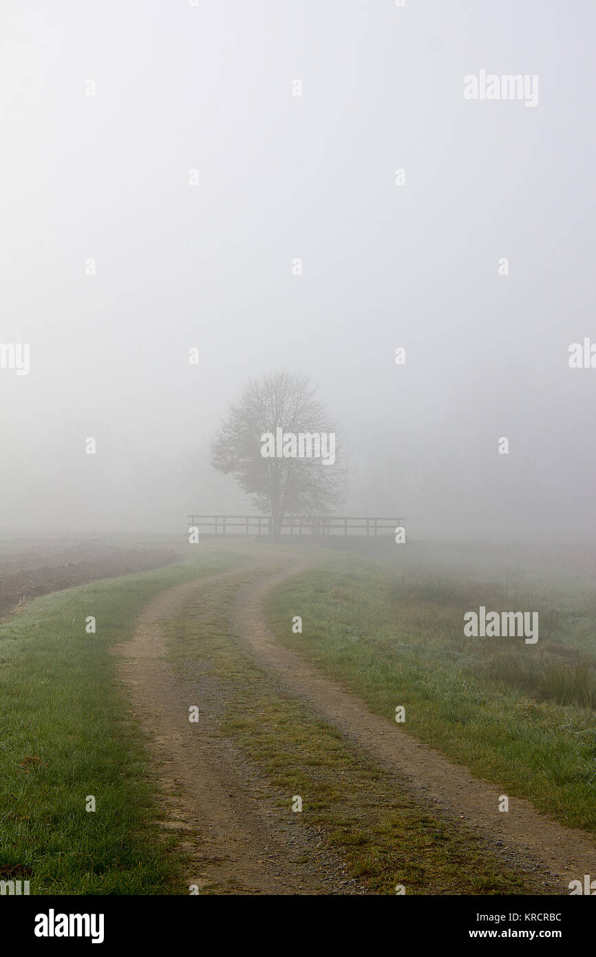 path with trees in the fog Stock Photo - Alamy