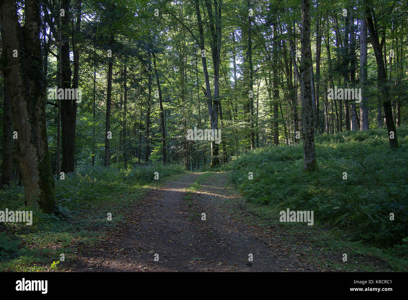 Green way dirt road hi-res stock photography and images - Alamy