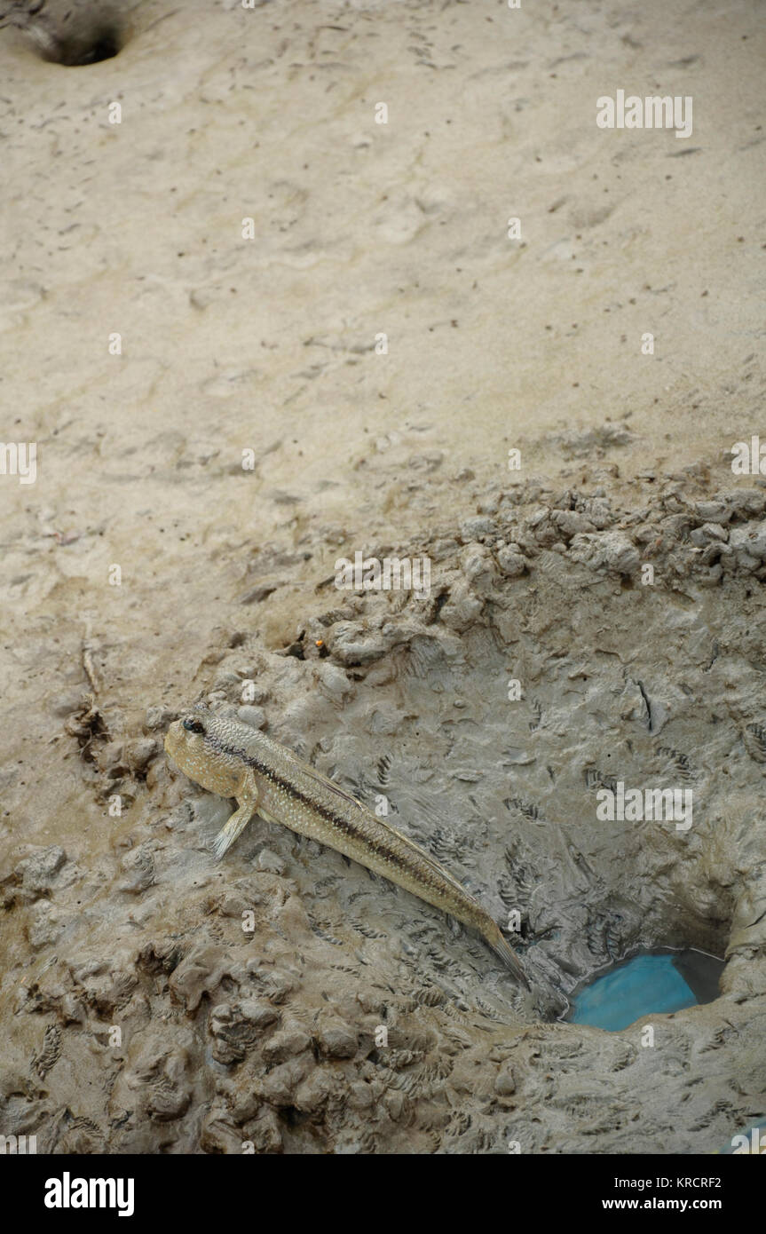 Mudskipper sea fish out water hi-res stock photography and images - Alamy