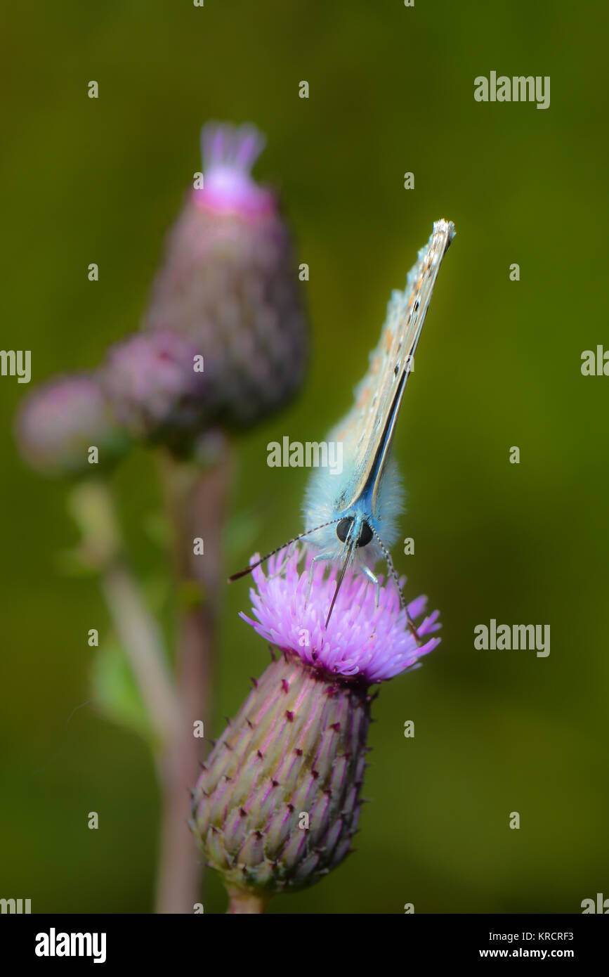 geisskleeblÃ¤uling on wool-headed scratch thistle Stock Photo - Alamy