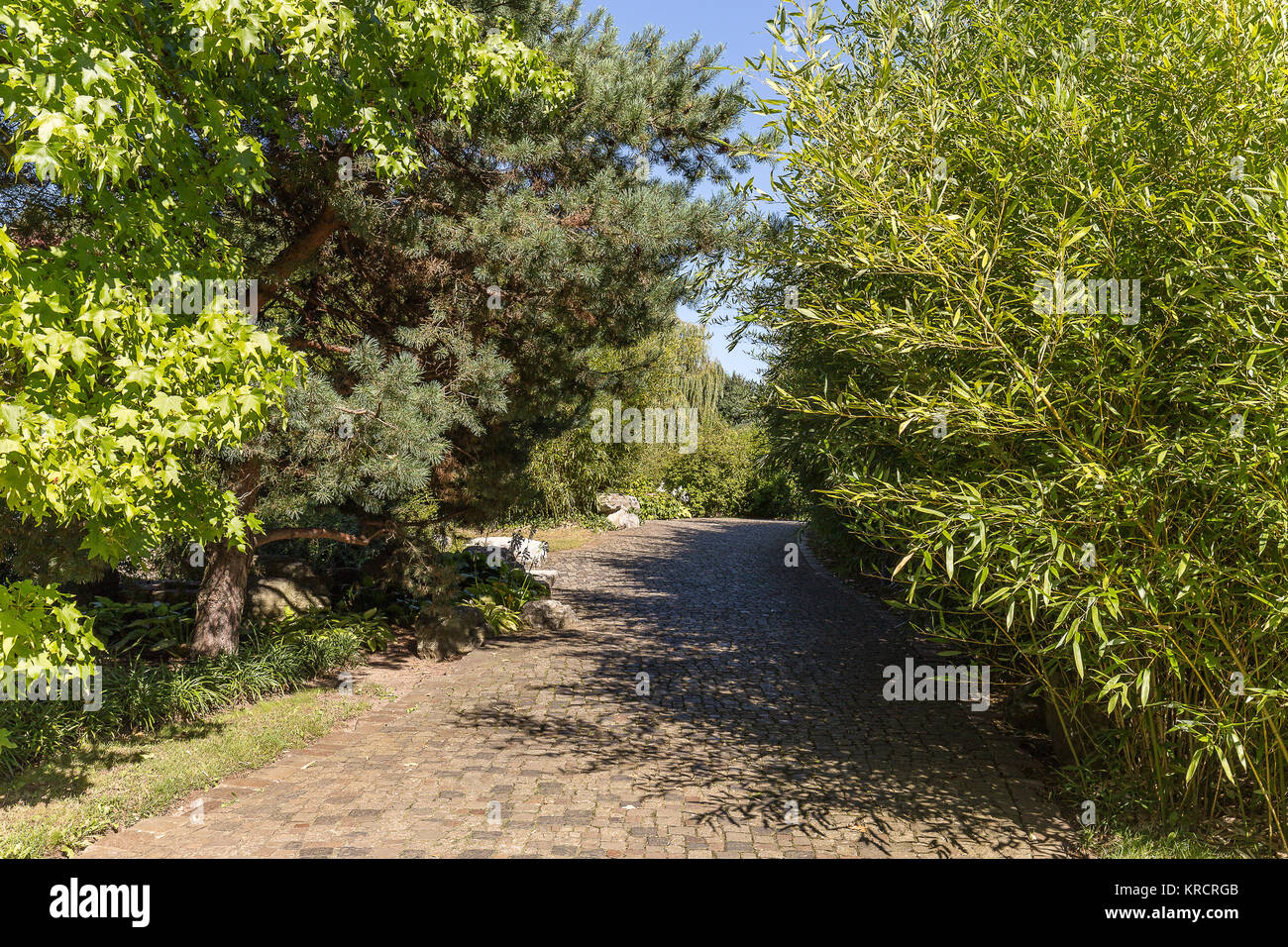 tree-lined path through the park Stock Photo - Alamy