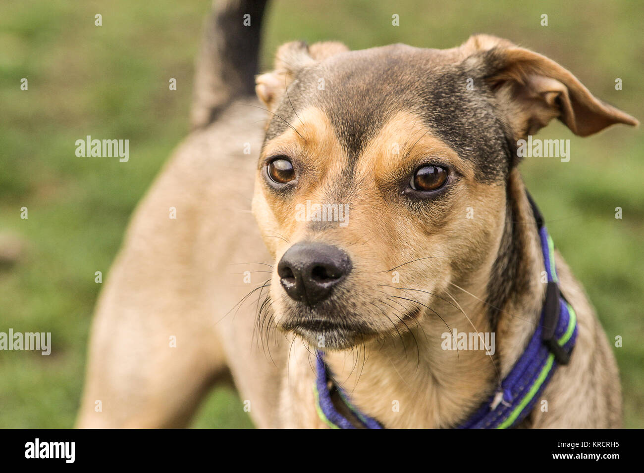 a dog looking into the distance Stock Photo - Alamy