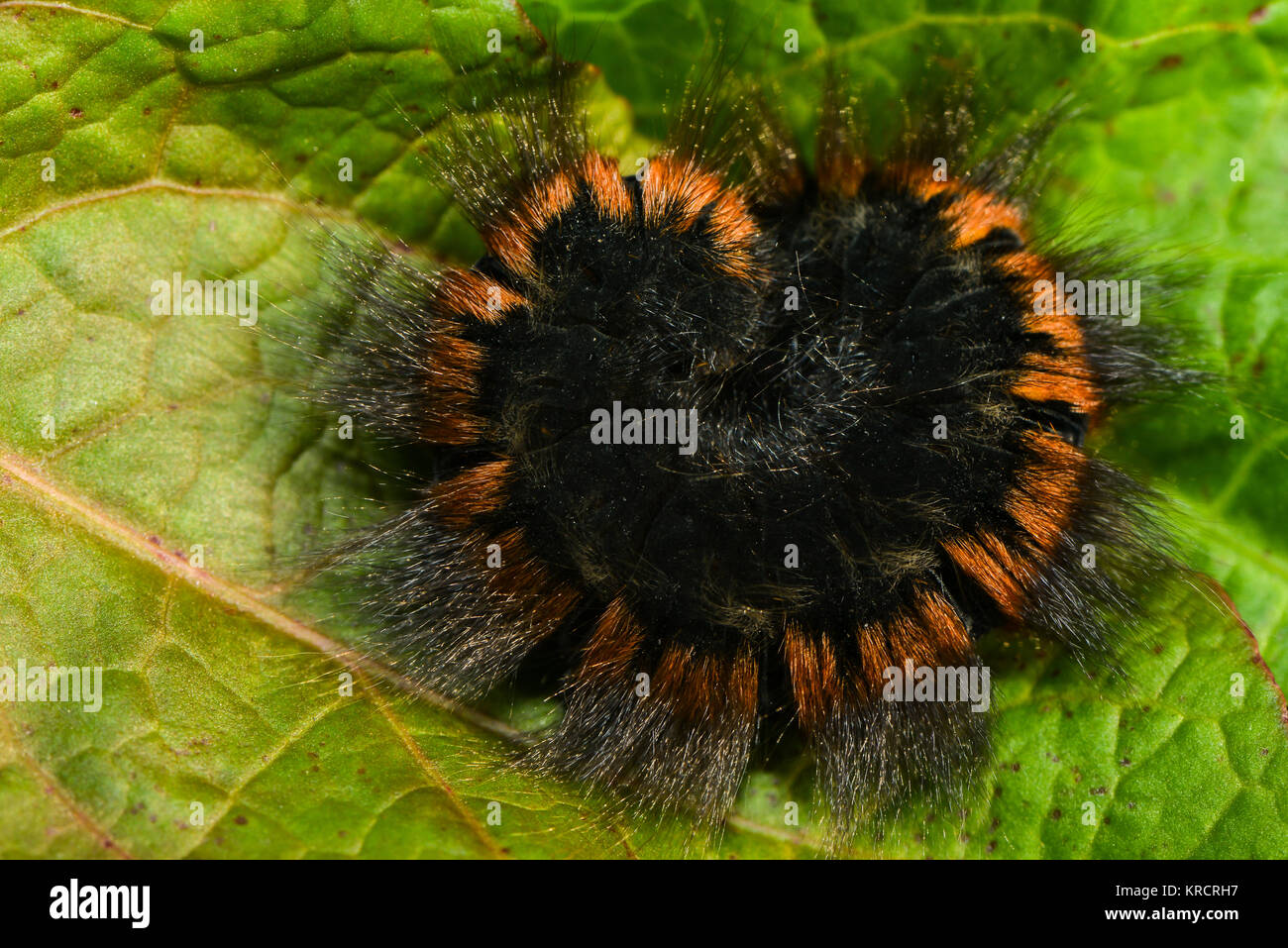 caterpillar of the blackberry moth Stock Photo - Alamy