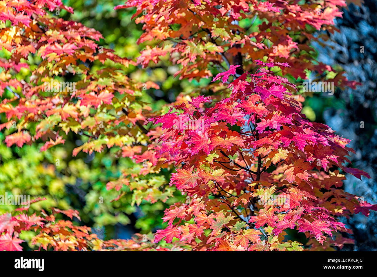 Maple Tree Leaves in Autumn Stock Photo - Alamy