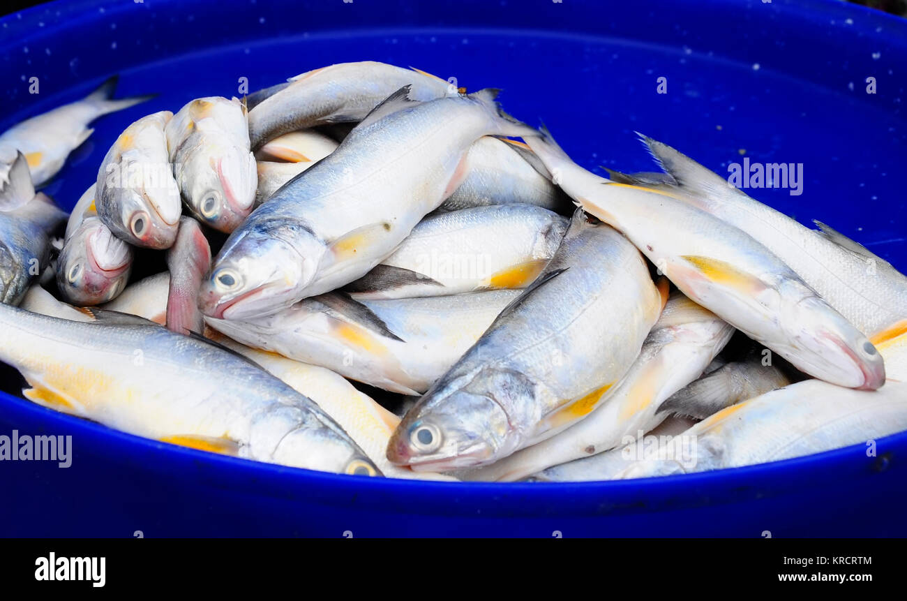 Indian Salmon Fish Images