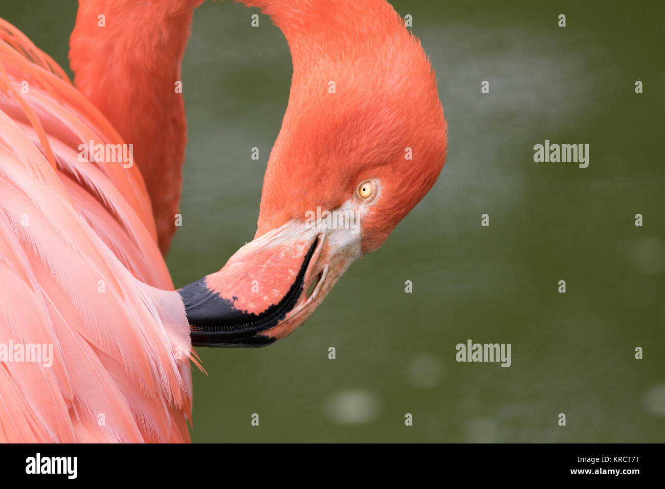 American flamingo preening Stock Photo - Alamy