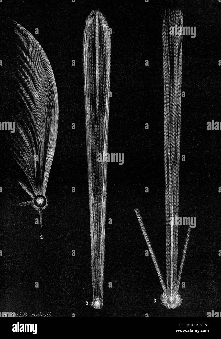 1680 comet Black and White Stock Photos & Images - Alamy