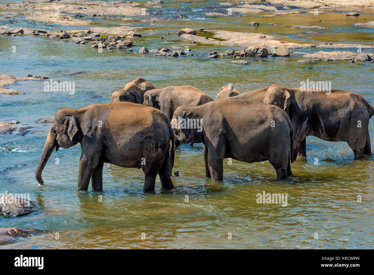 Elephants bathing in the river Stock Photo - Alamy
