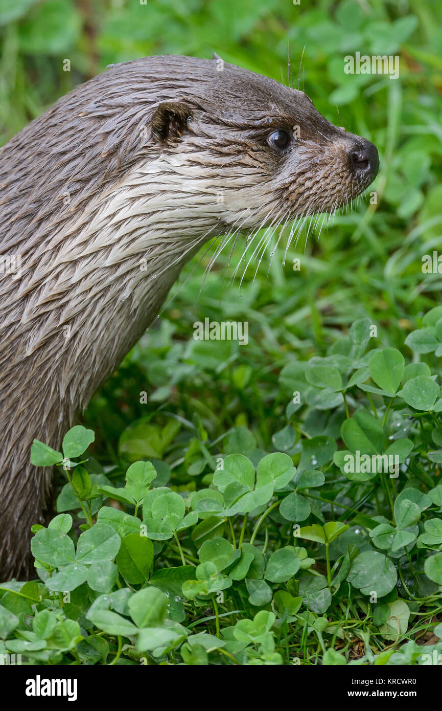 otter in profile Stock Photo - Alamy