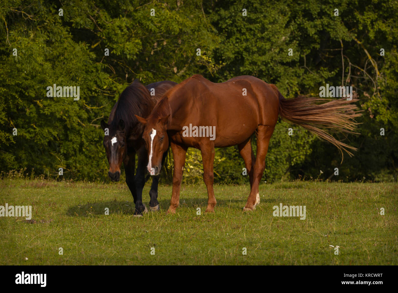 horses in the paddock Stock Photo - Alamy