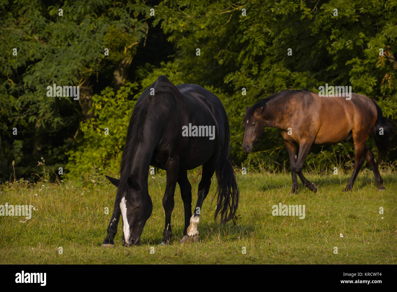 horses in the paddock Stock Photo - Alamy