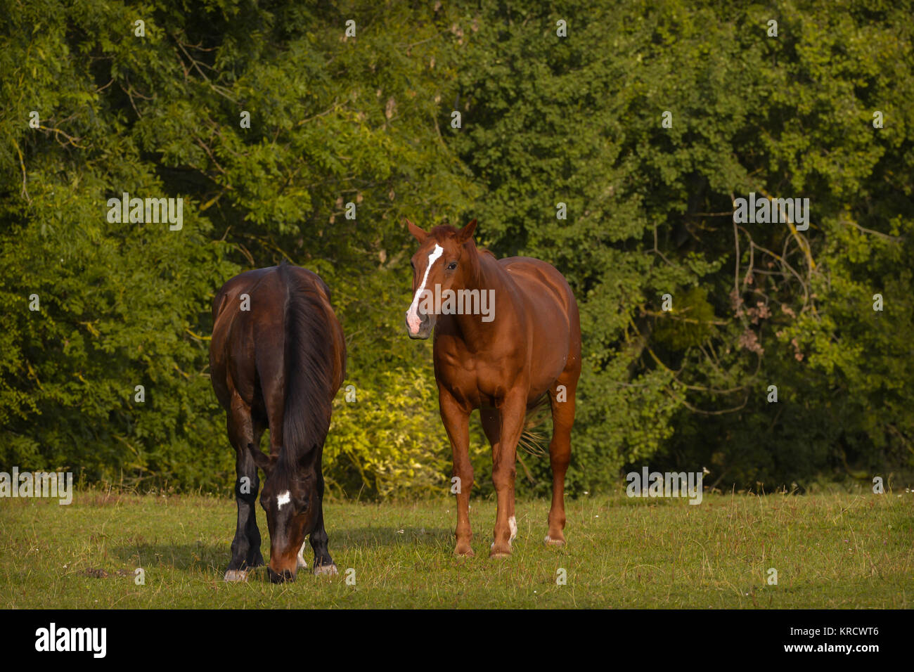 horses in the paddock Stock Photo - Alamy