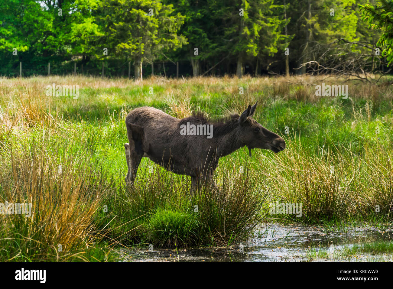 Young female moose Stock Photo - Alamy