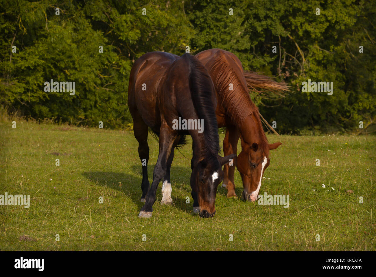 horses in the paddock Stock Photo - Alamy