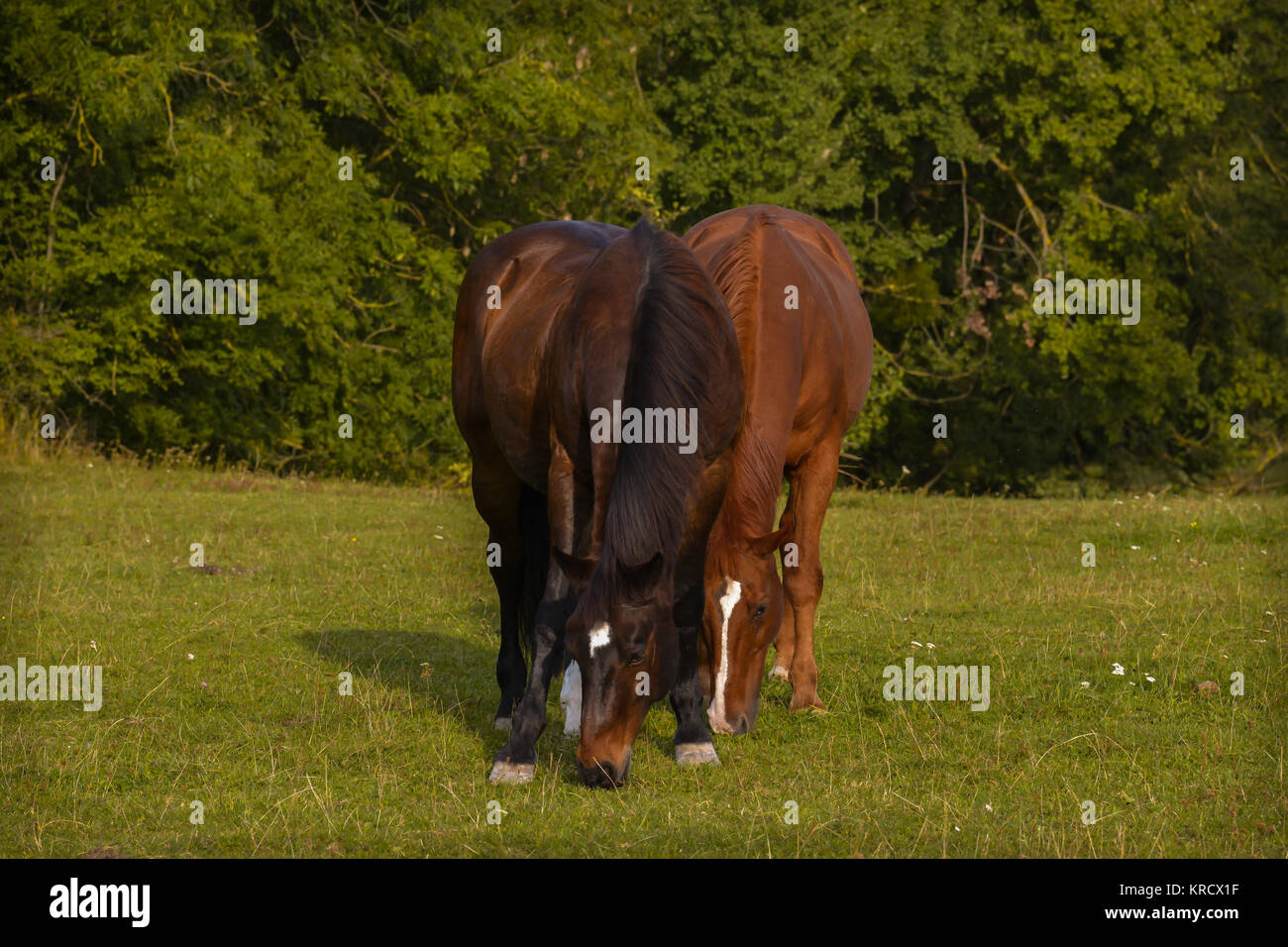 horses in the paddock Stock Photo - Alamy
