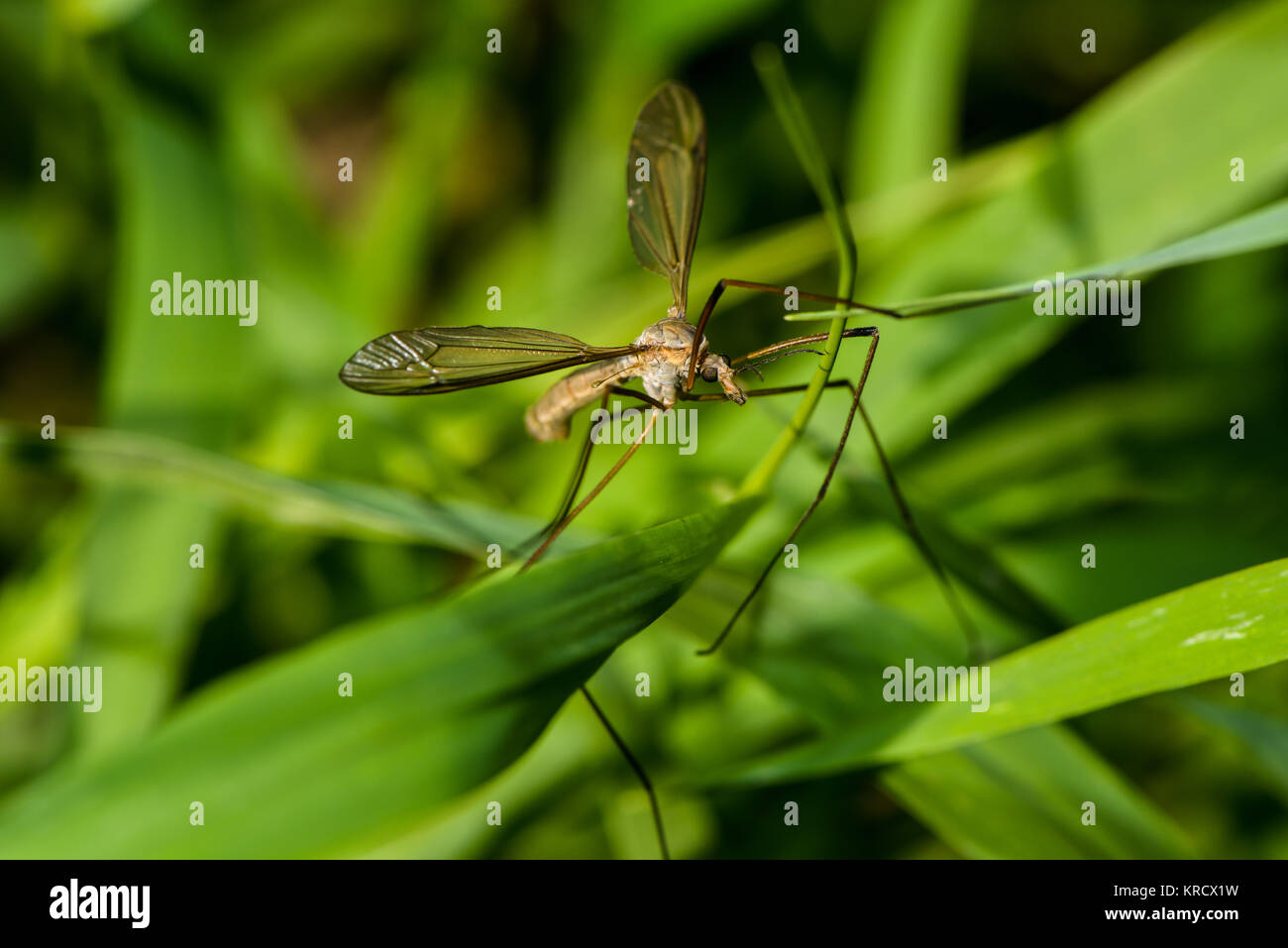 crane fly macro Stock Photo - Alamy