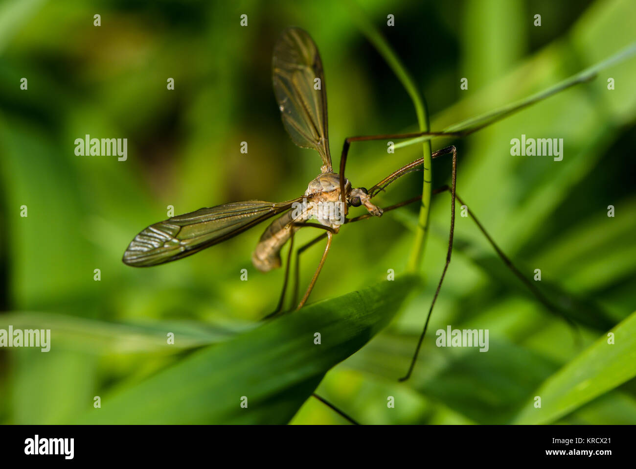 crane fly macro Stock Photo - Alamy