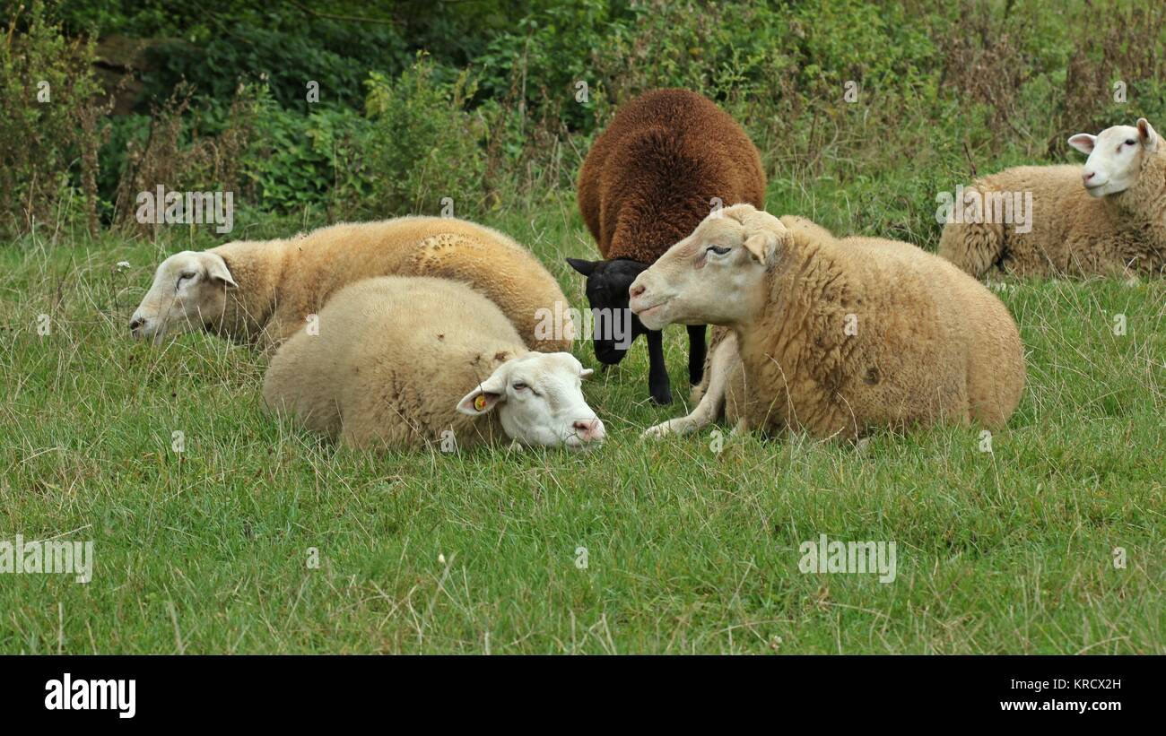 resting ram with his herd Stock Photo - Alamy