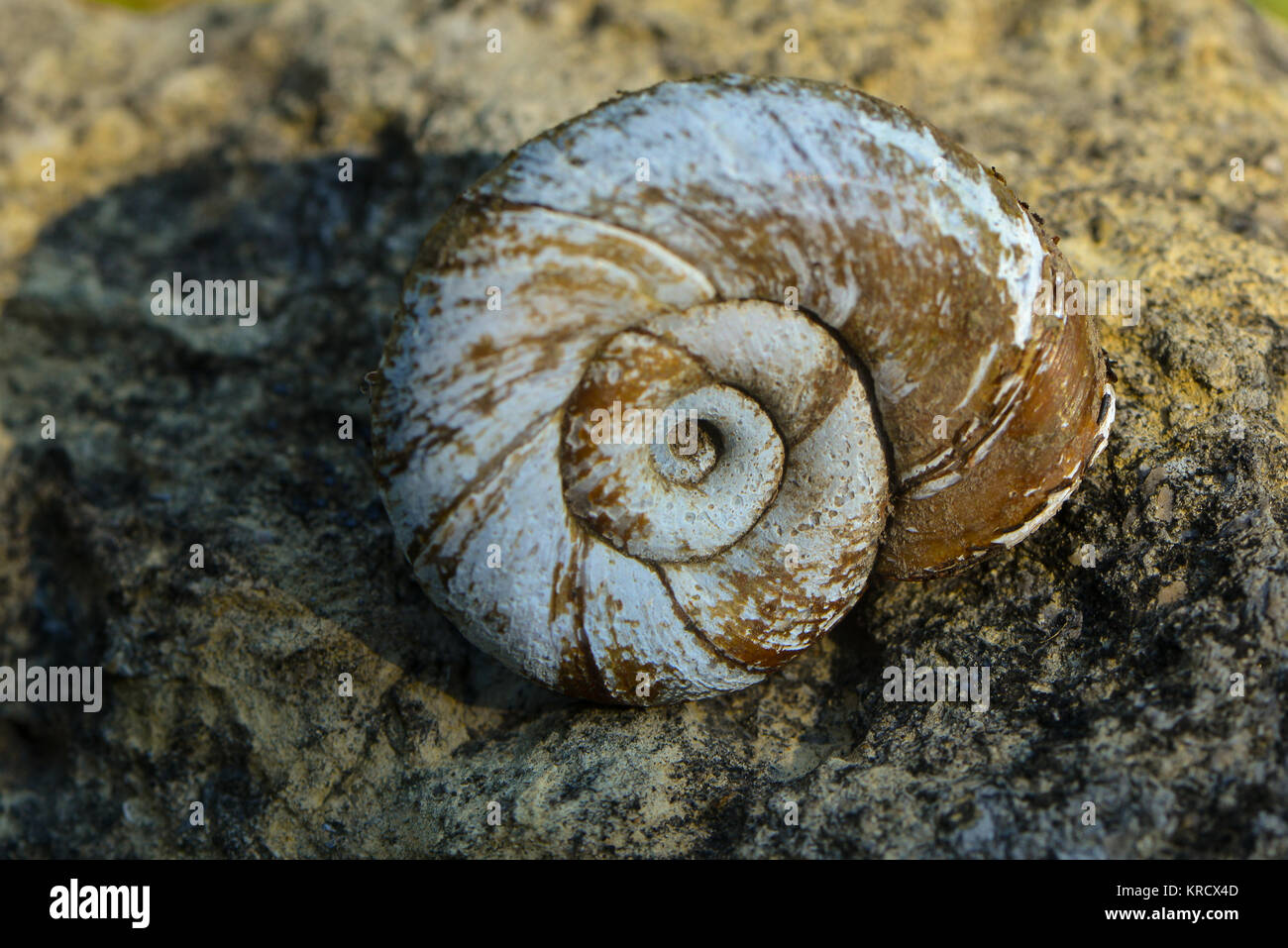 an old snail shell on rocks Stock Photo - Alamy