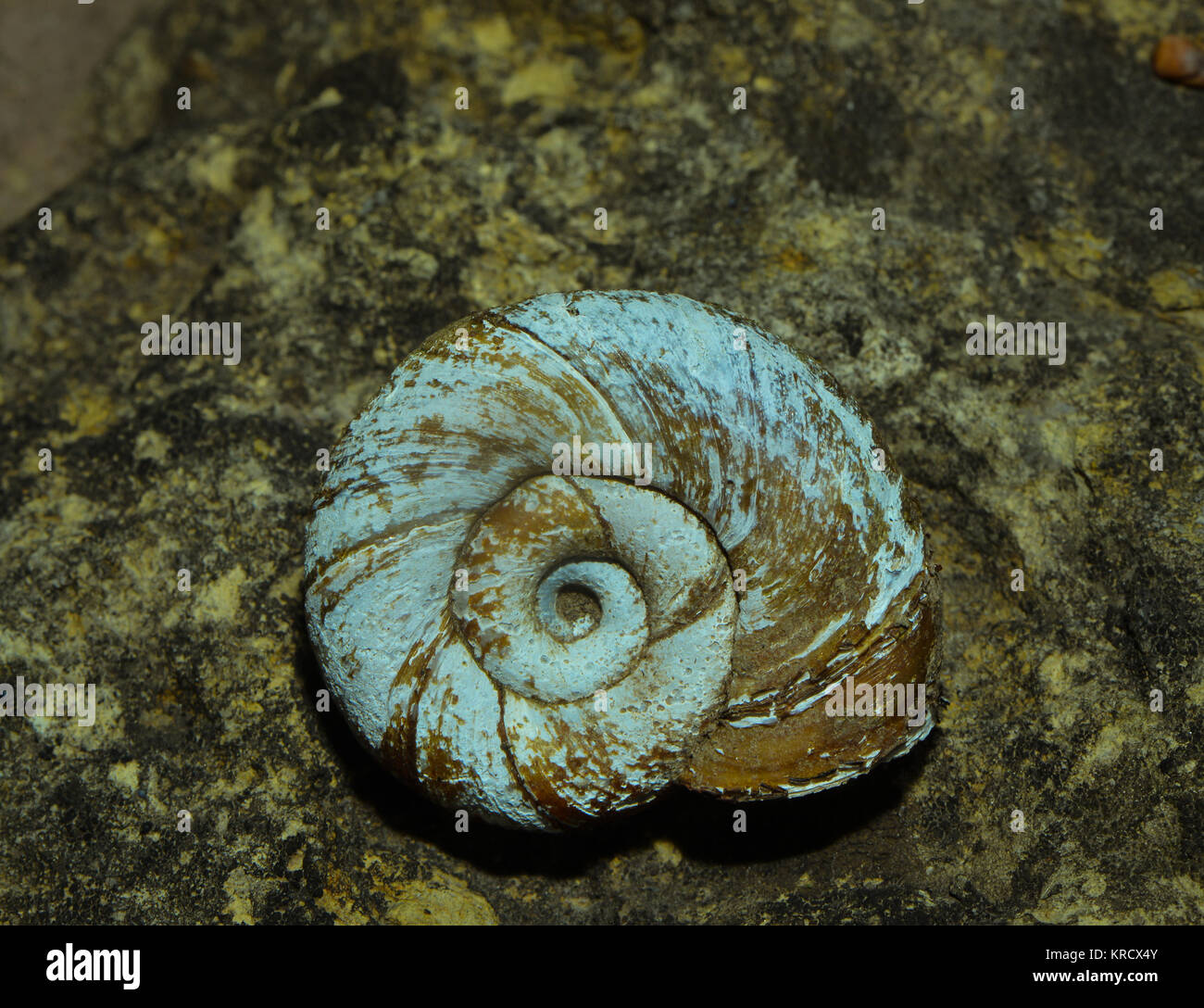 an old snail shell on rocks Stock Photo - Alamy