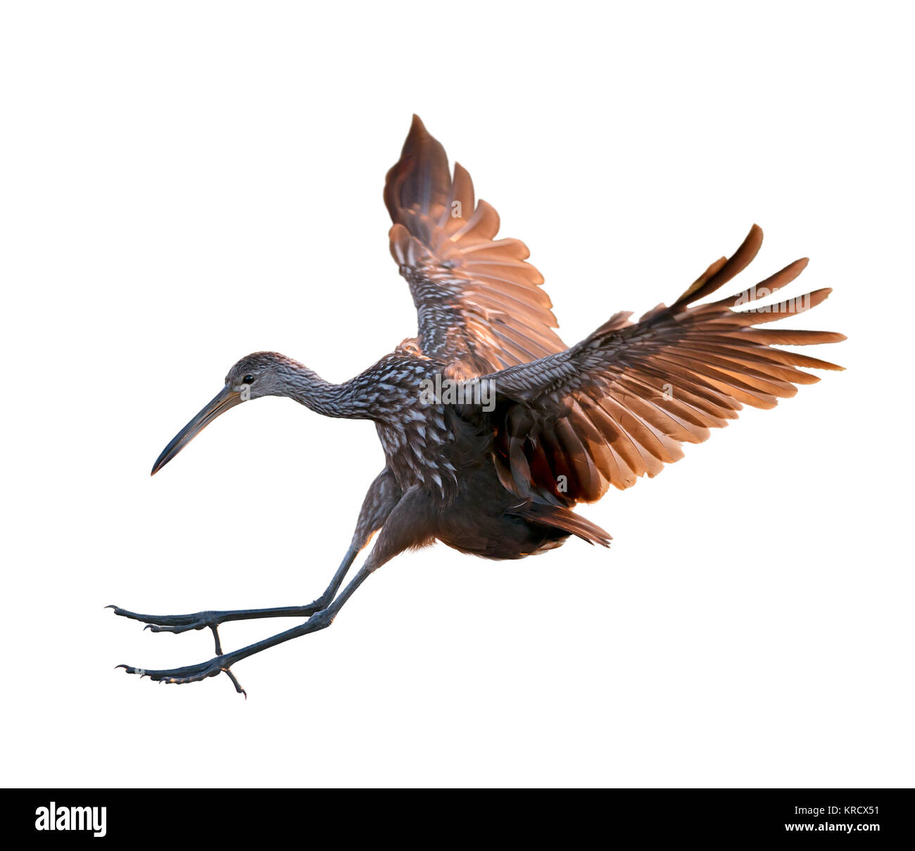 Limpkin Bird in Flight Stock Photo - Alamy
