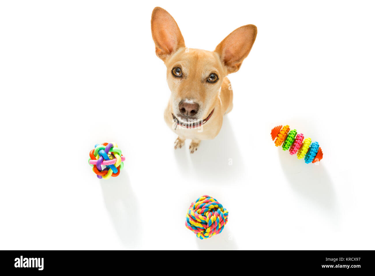 Dog looking treat Cut Out Stock Images & Pictures - Alamy