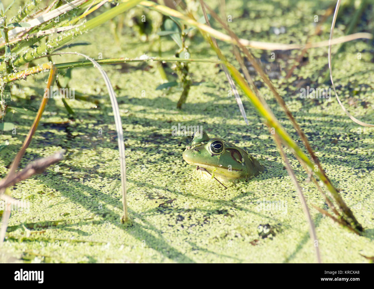 Pig frog hi-res stock photography and images - Alamy