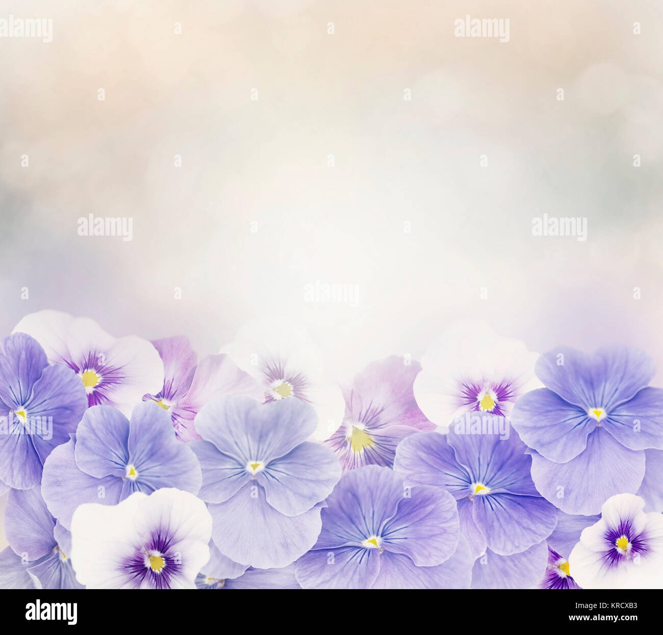 Violet Flowers Background Stock Photo - Alamy
