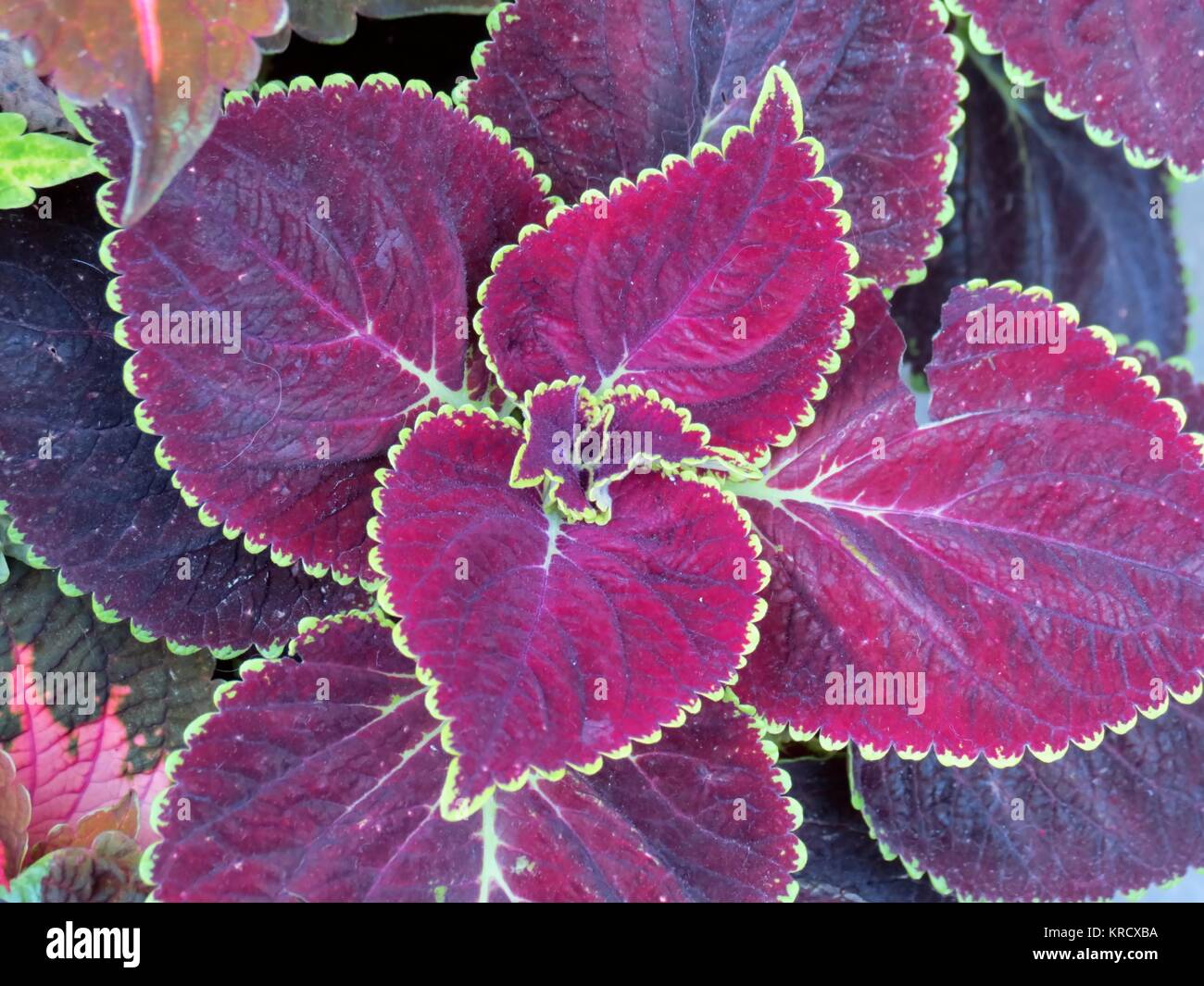 Purple stinging nettle hi-res stock photography and images - Alamy