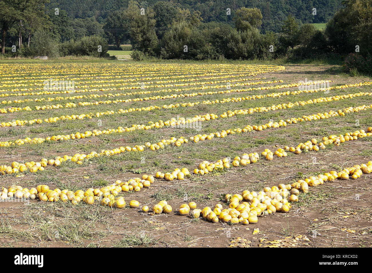 squash field already focused on harvesting Stock Photo - Alamy