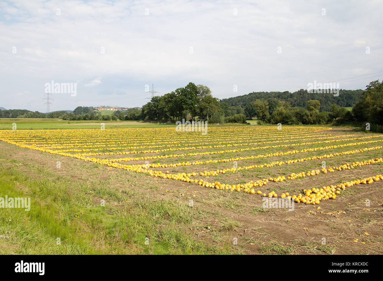 squash field already focused on harvesting Stock Photo - Alamy