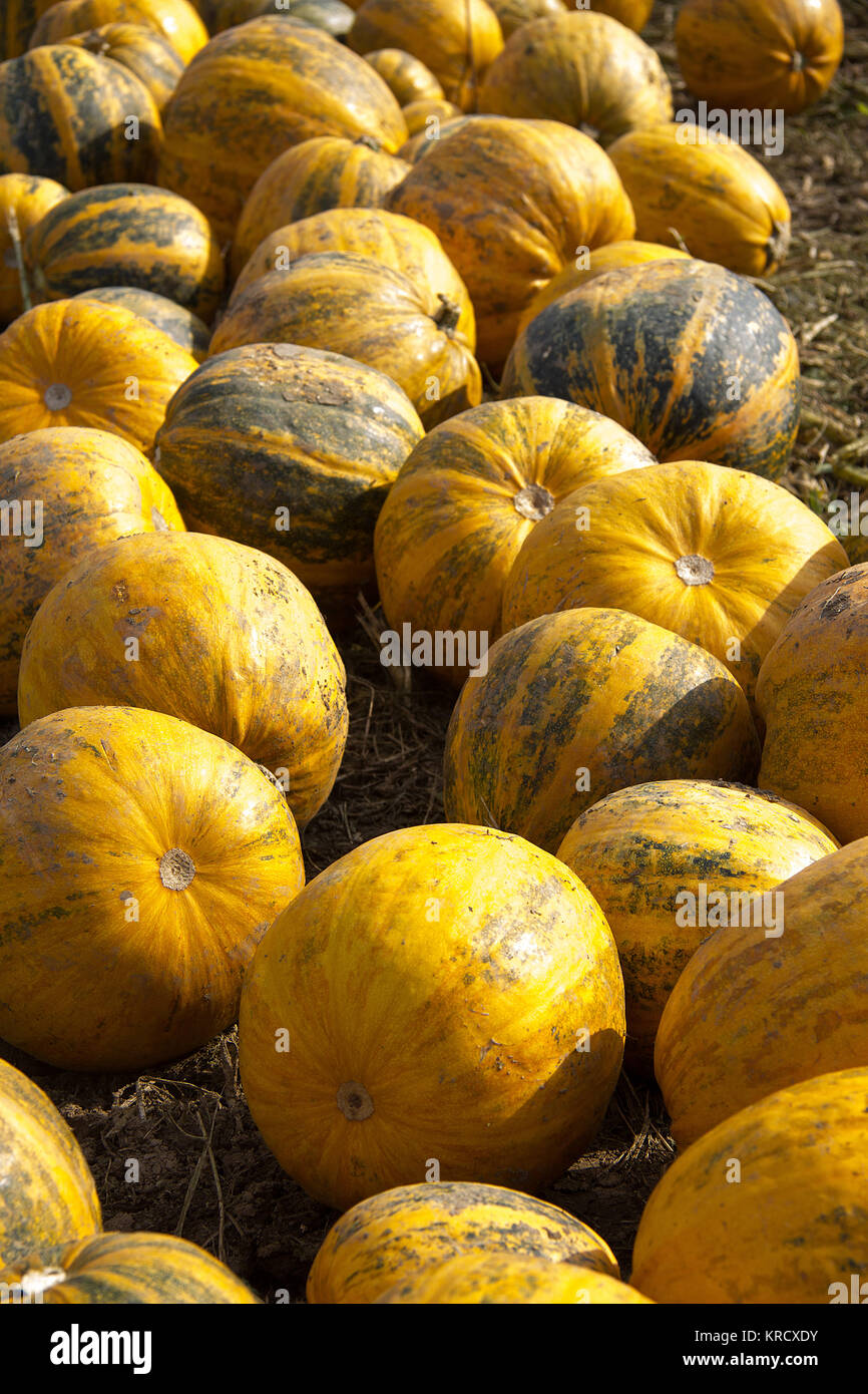 many yellow squashes for harvesting Stock Photo - Alamy