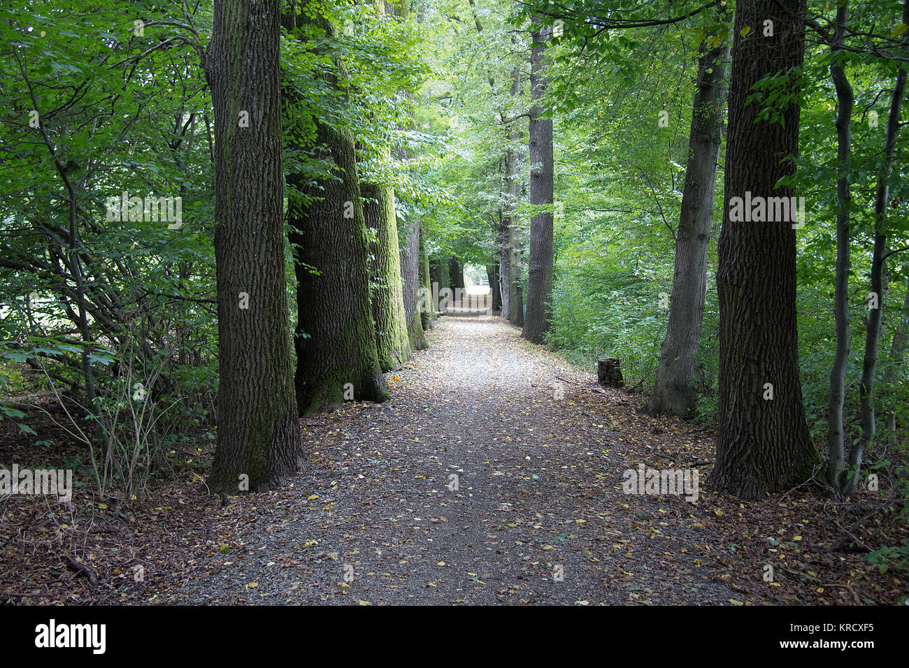 Walk through tree hi-res stock photography and images - Alamy