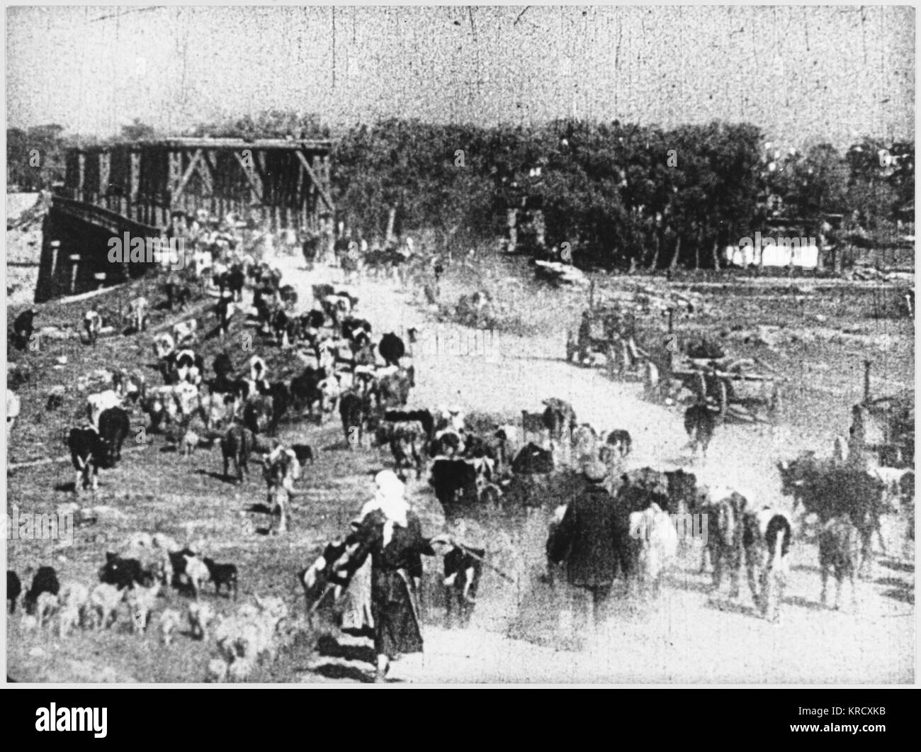 Collective farmers evacuate their livestock east, ahead of the Nazi ...