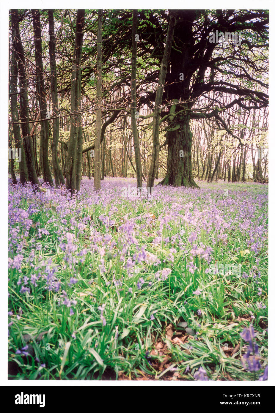 May Moss High Resolution Stock Photography and Images - Alamy