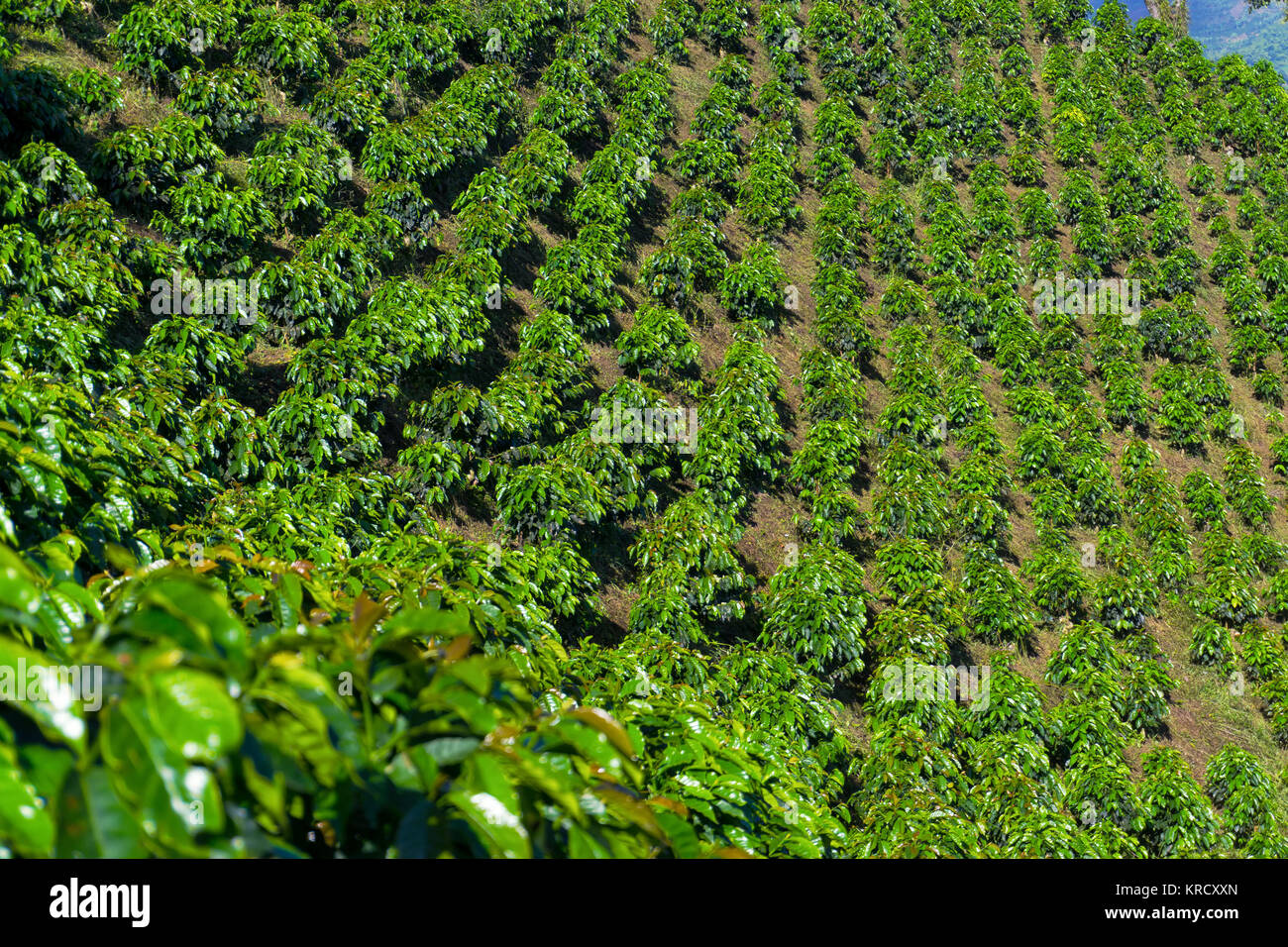 Rows of Coffee Plants Stock Photo - Alamy