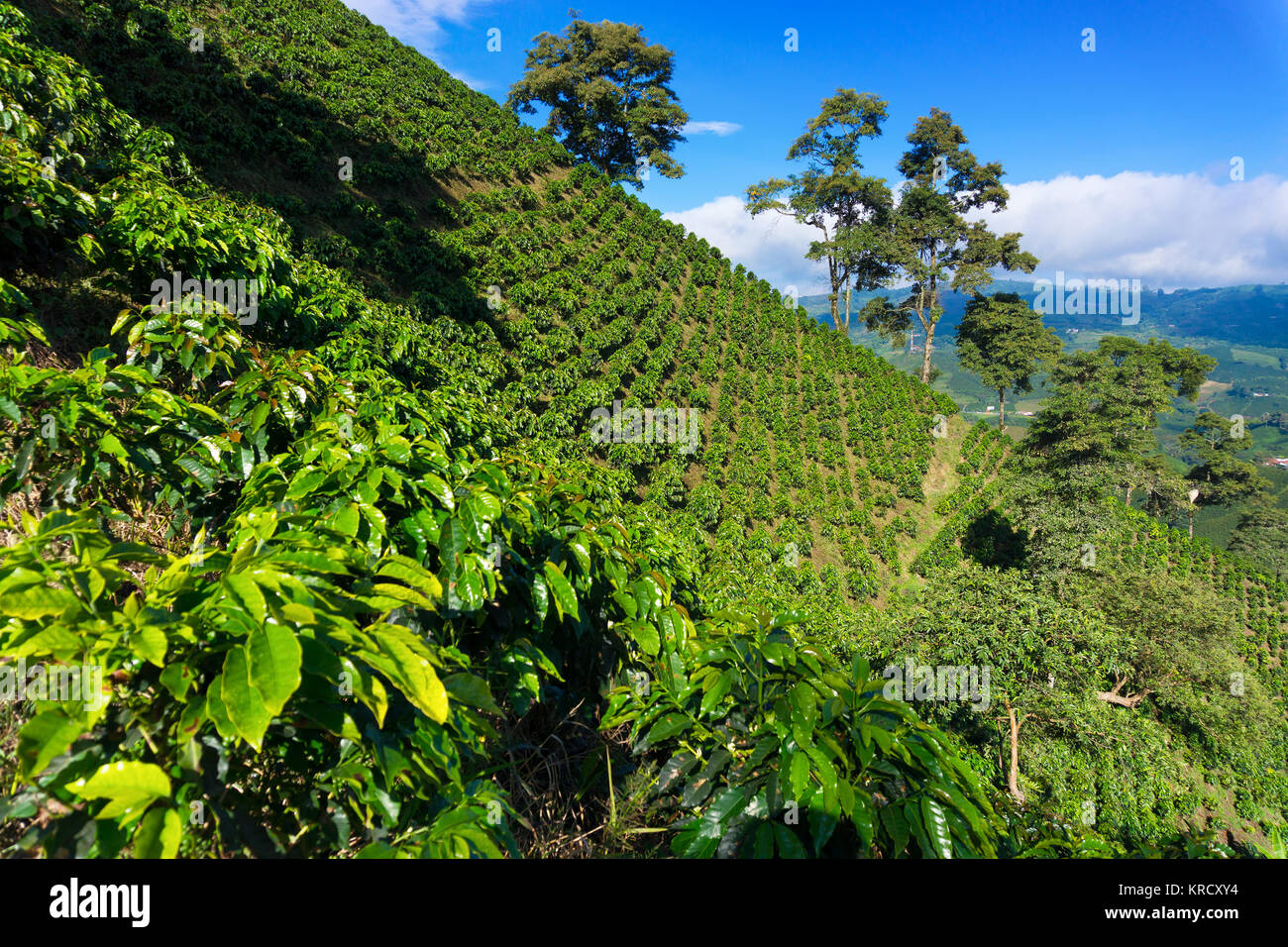 Dramatic Coffee Landscape Stock Photo - Alamy