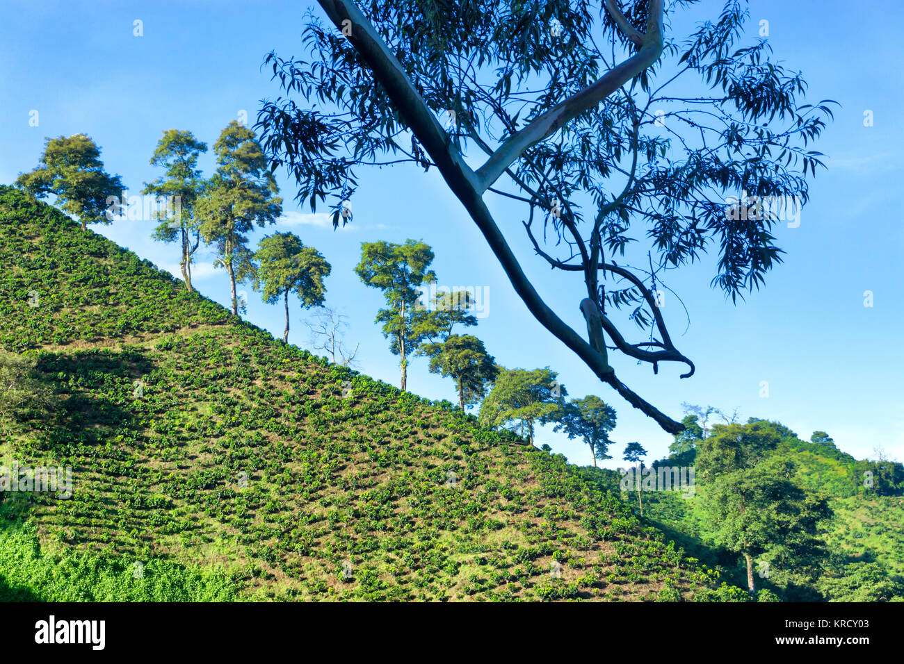 Coffee Hills and Sky Stock Photo - Alamy