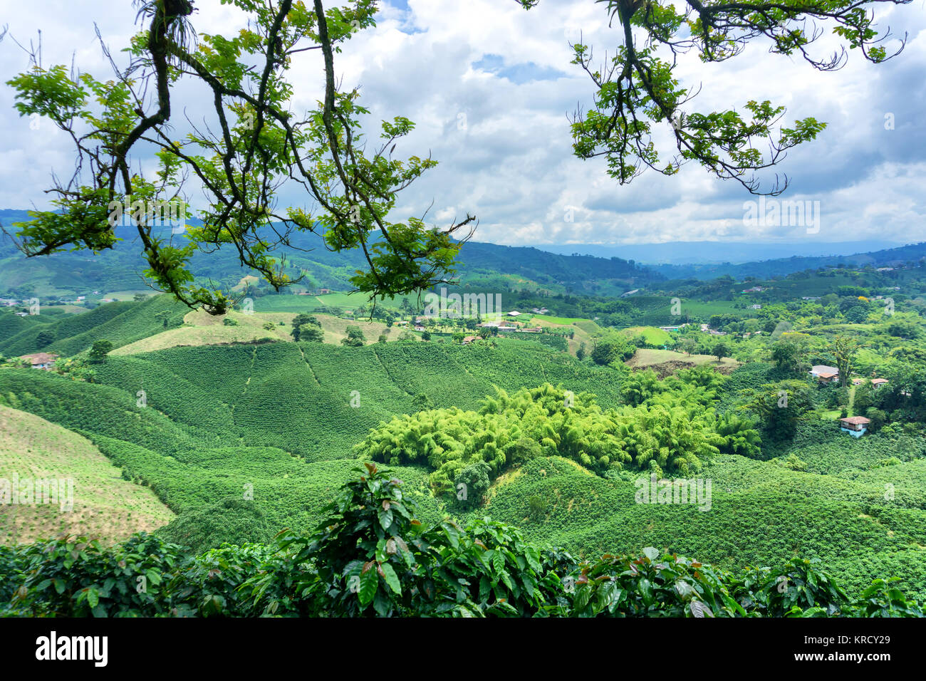 Coffee Landscape in Colombia Stock Photo - Alamy