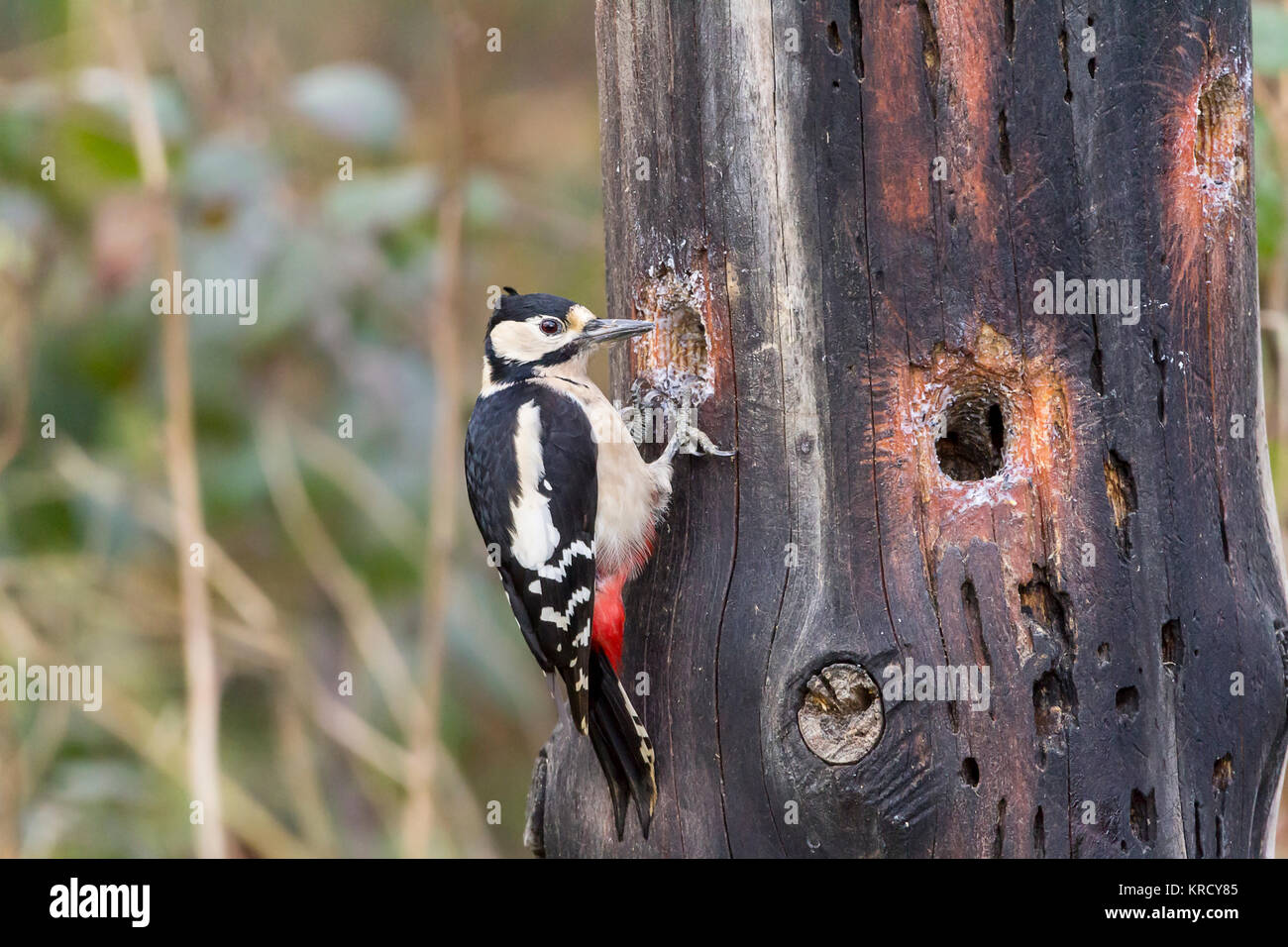 Hungry woodpecker eating suet fat food hi-res stock photography and ...