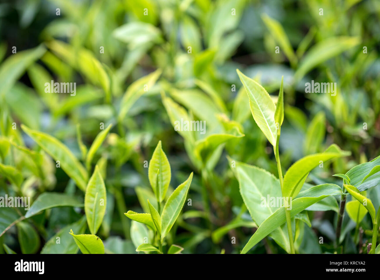Close-up photograph of tea plant Stock Photo - Alamy
