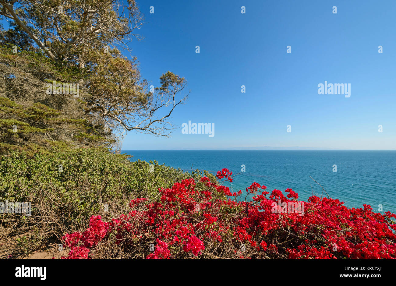 Colorful Flowers on an Ocean Coast Stock Photo - Alamy