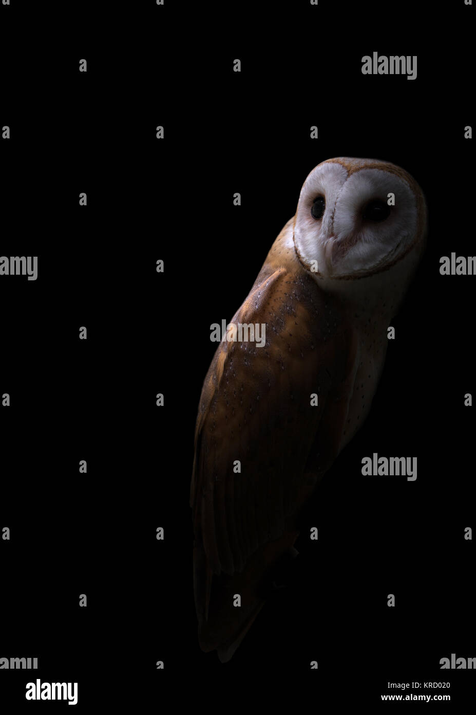 common barn owl in the dark Stock Photo - Alamy