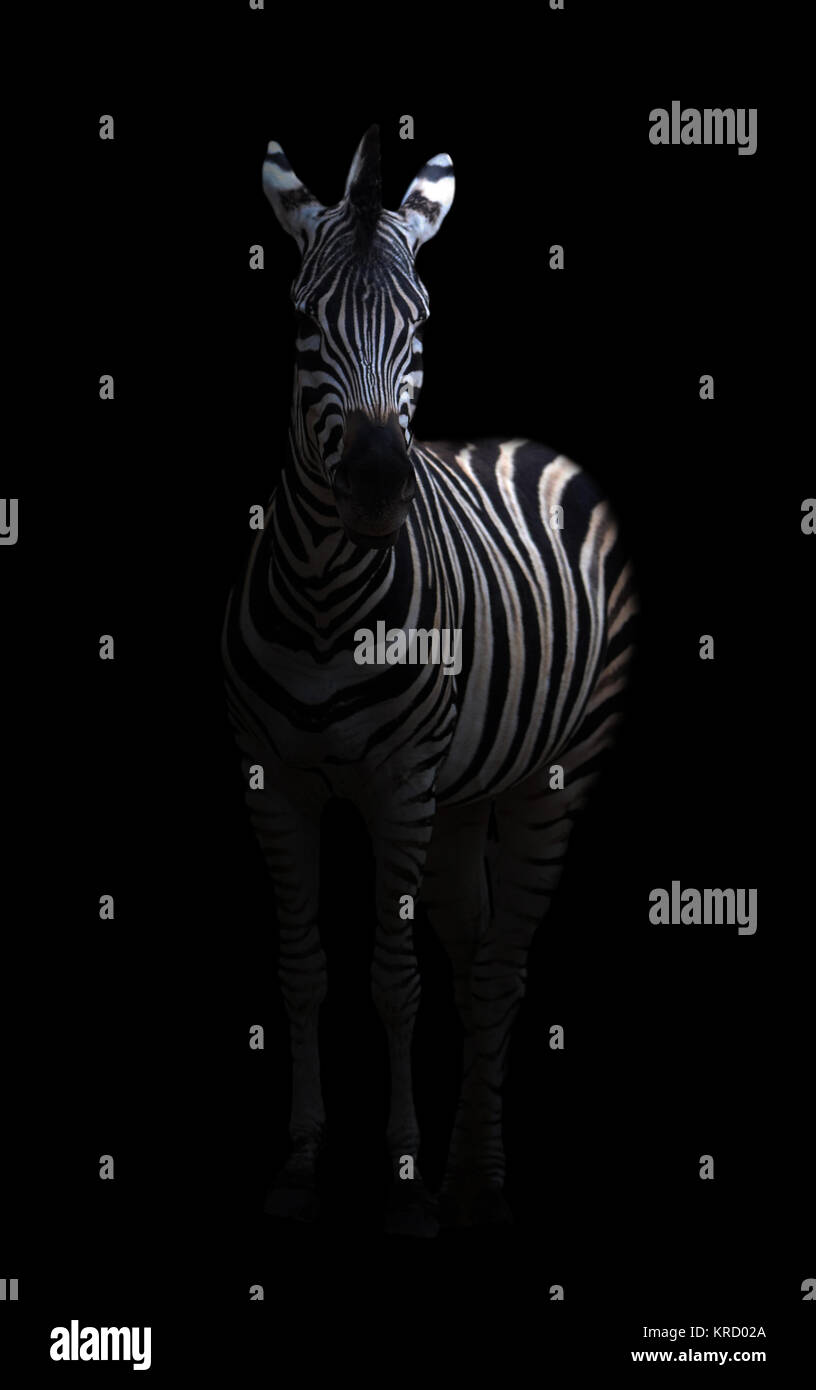 zebra in the dark Stock Photo - Alamy